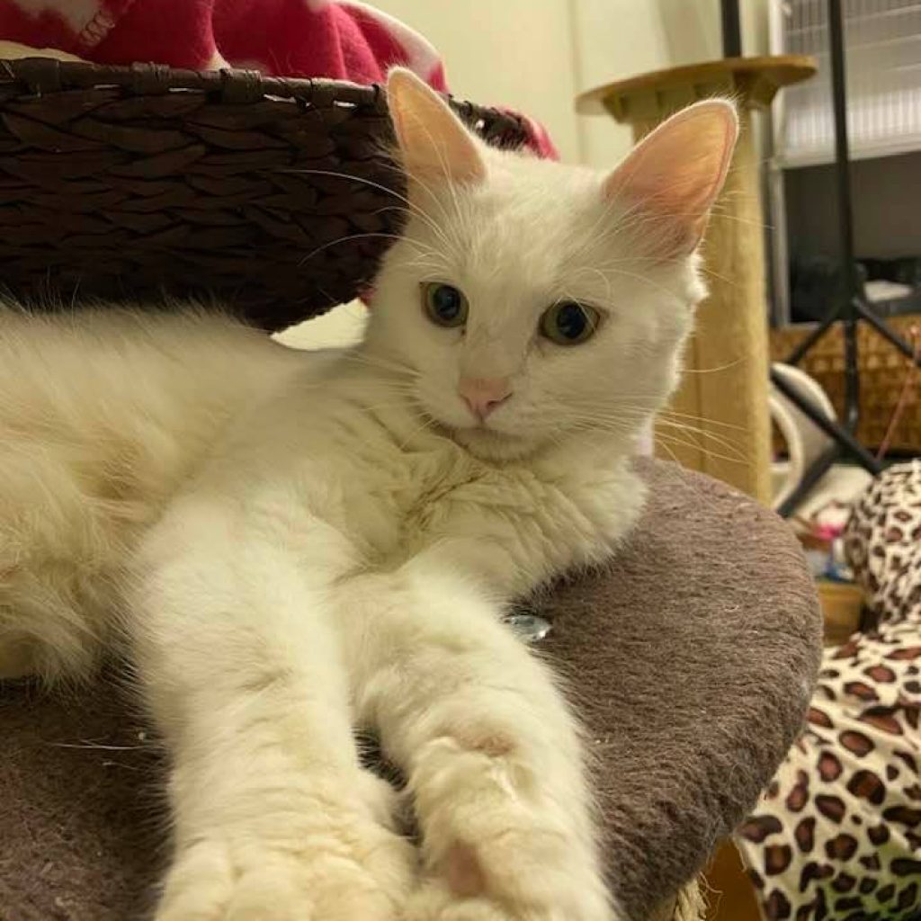 Cats | St Francis Animal Welfare