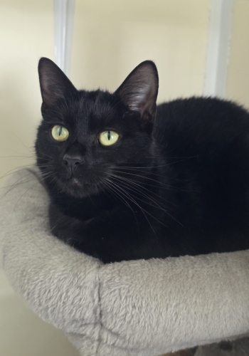 Cats | St Francis Animal Welfare