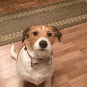 Success Stories | St Francis Animal Welfare