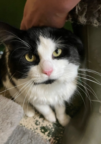 Cats | St Francis Animal Welfare