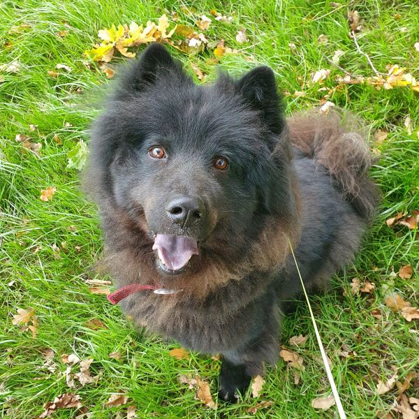 Dogs | St Francis Animal Welfare