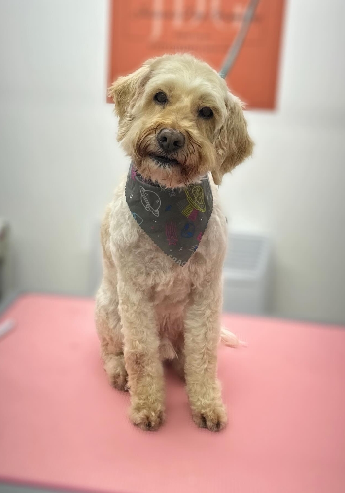 Dogs | St Francis Animal Welfare