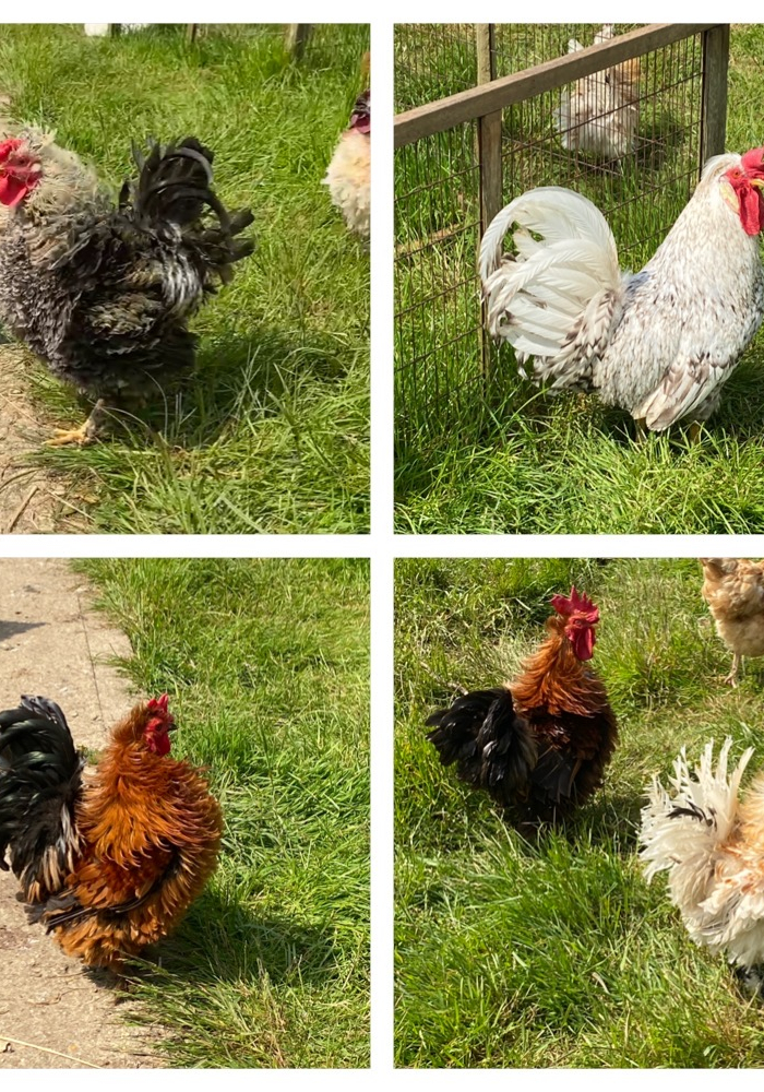 Small Animals & Birds | St Francis Animal Welfare