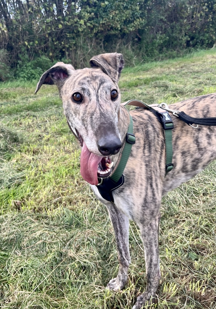 Dogs | St Francis Animal Welfare