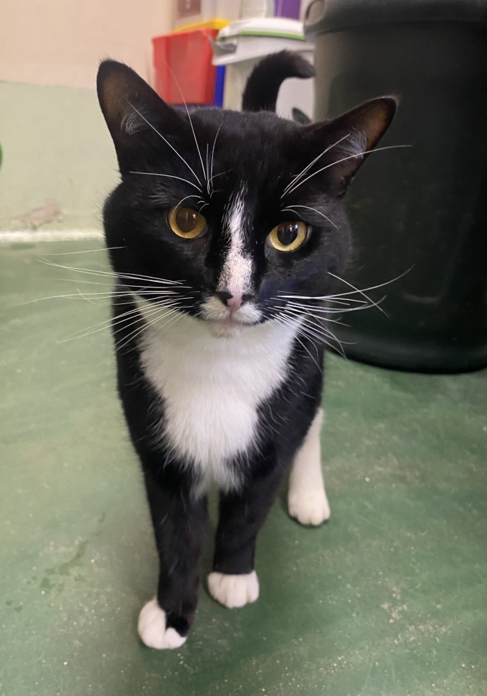 Cats | St Francis Animal Welfare