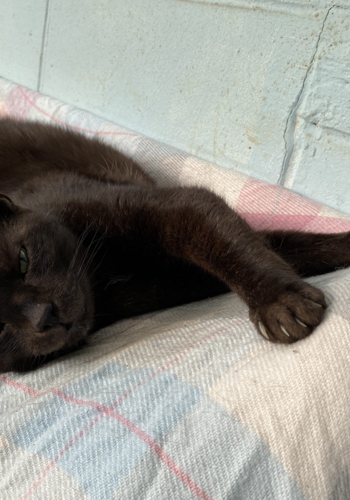 Cats | St Francis Animal Welfare