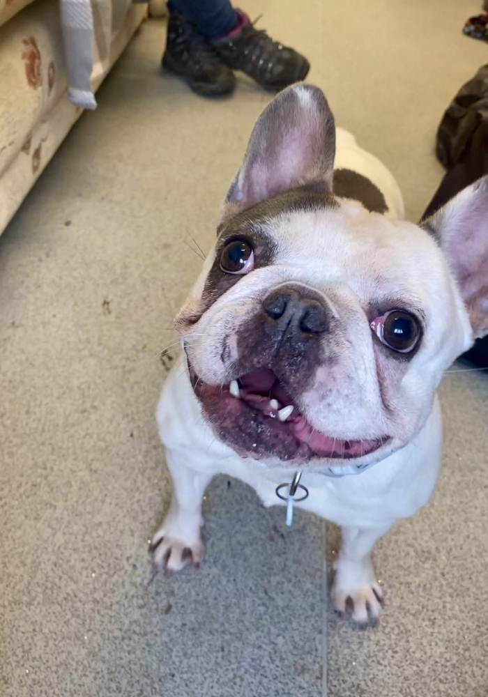 Dogs | St Francis Animal Welfare