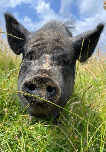 Farm Animals | St Francis Animal Welfare