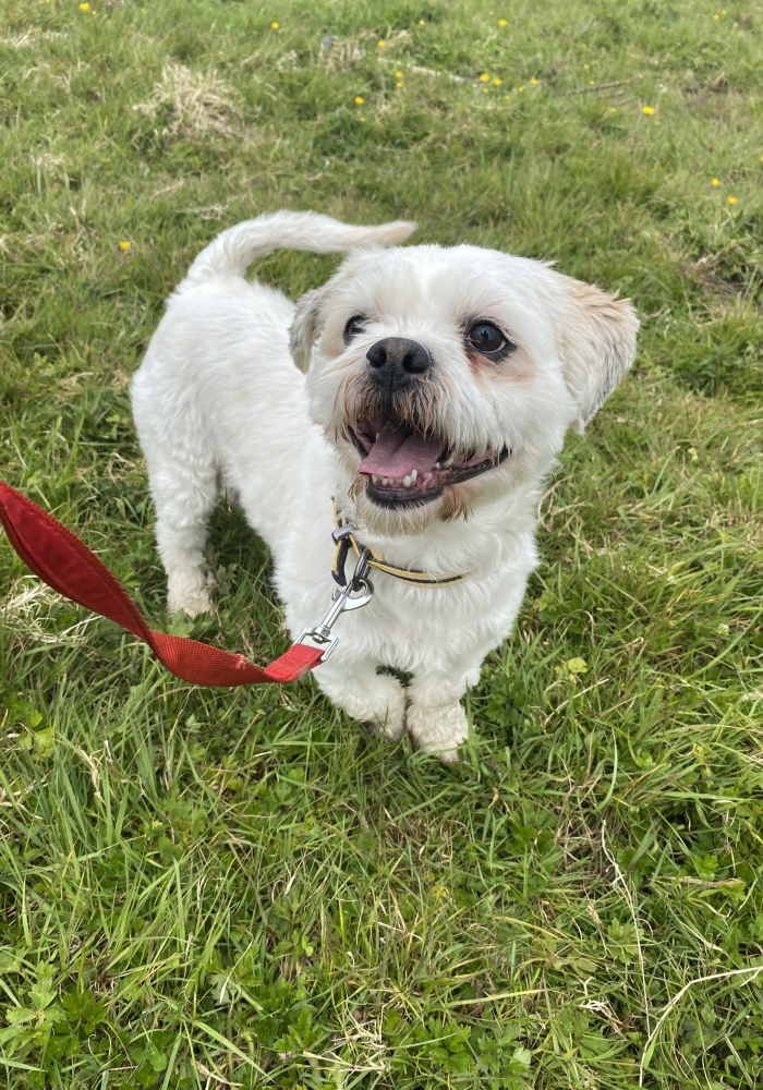 Dogs | St Francis Animal Welfare