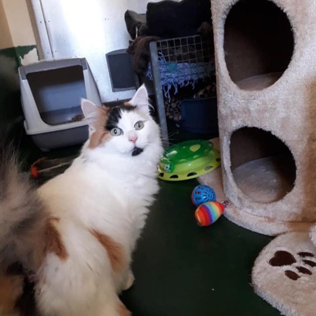 Cats | St Francis Animal Welfare